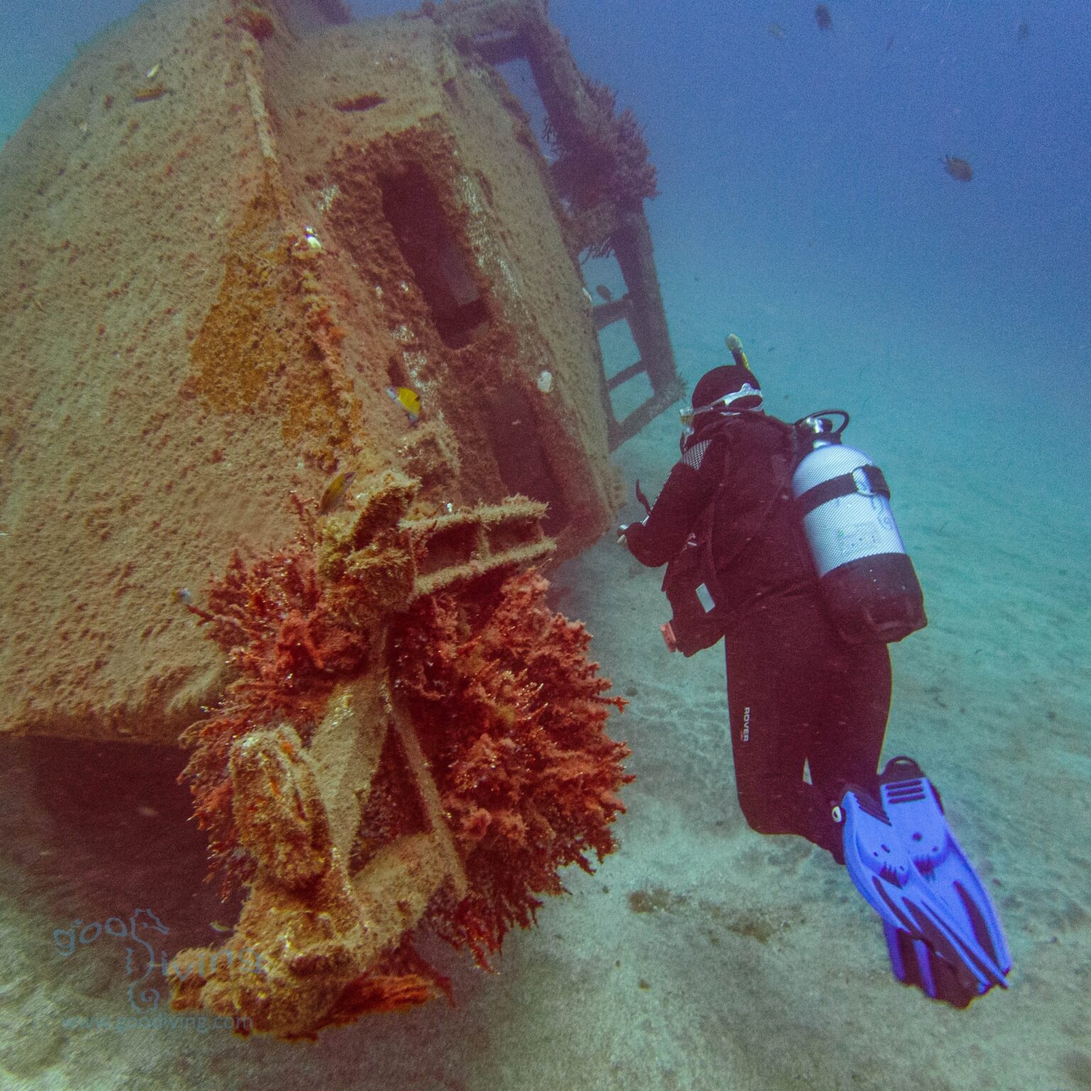 Diving in Tenerife Guide – GooDiving