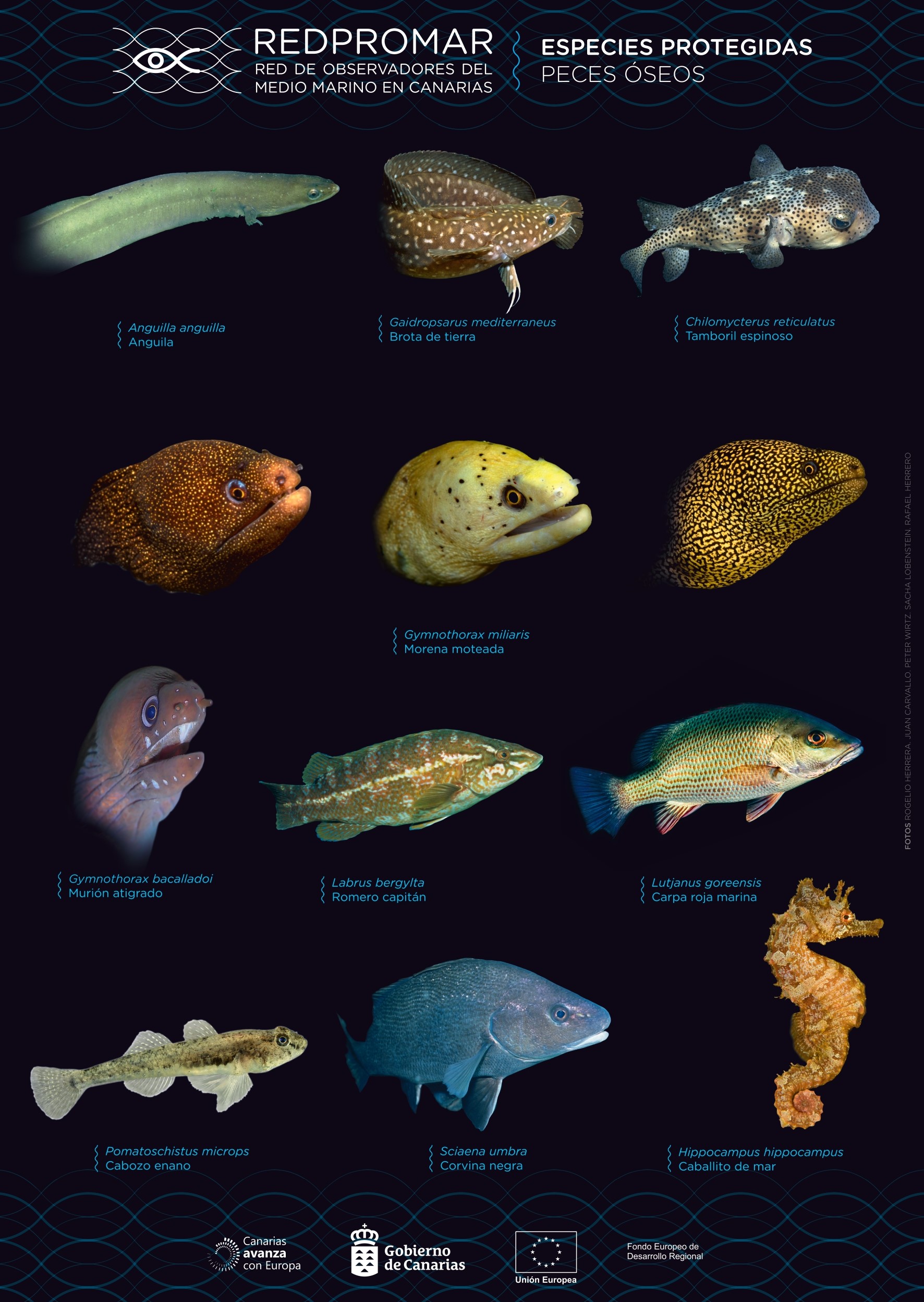 Discover the Marine Life of Tenerife – GooDiving