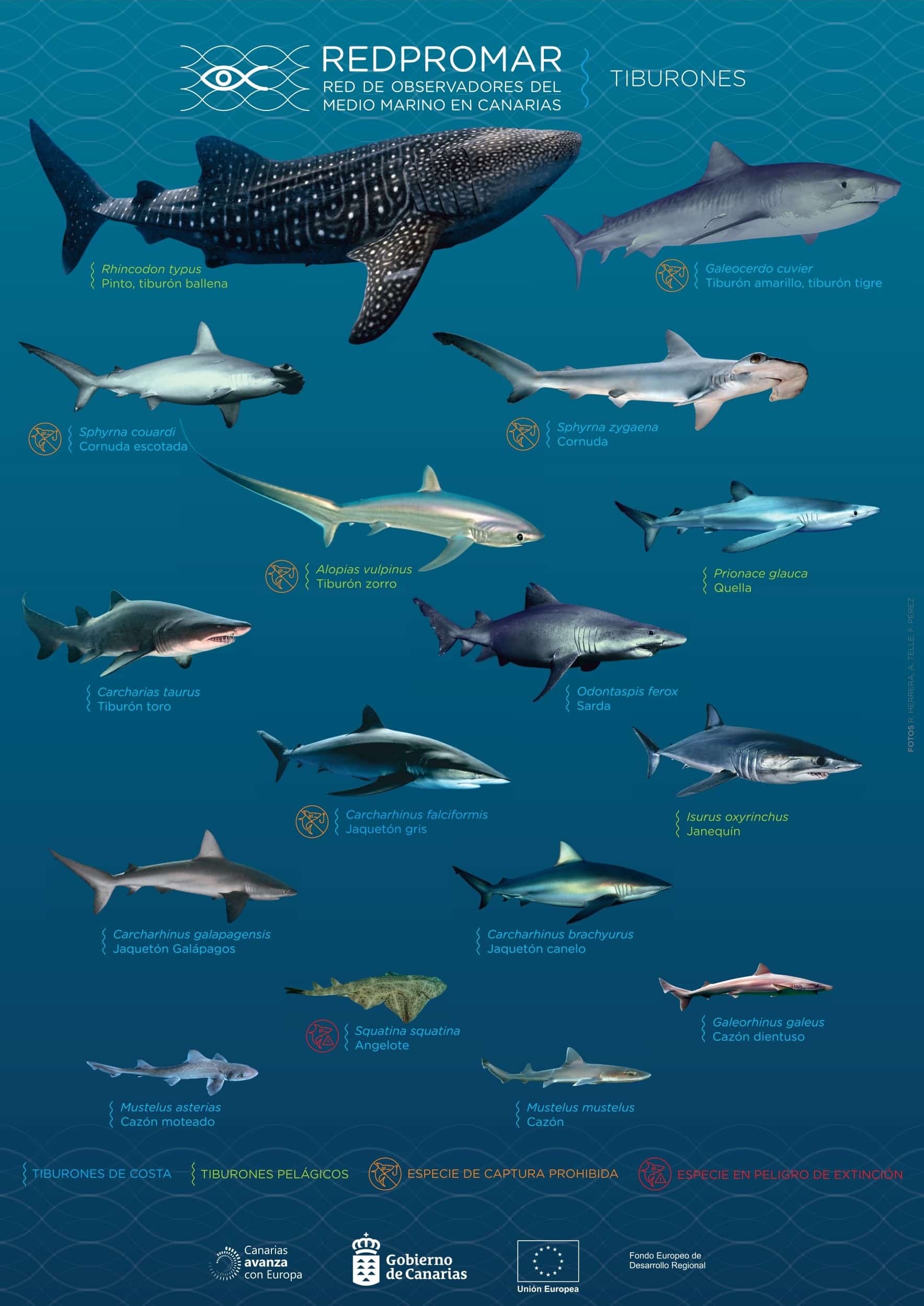 Discover the Marine Life of Tenerife – GooDiving